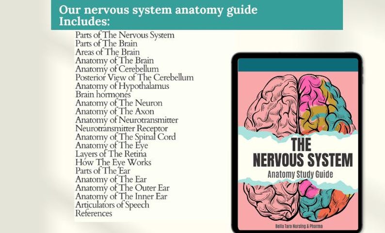 Nervous System & Brain Anatomy Nursing Notes, Hand-drawn Nursing ...