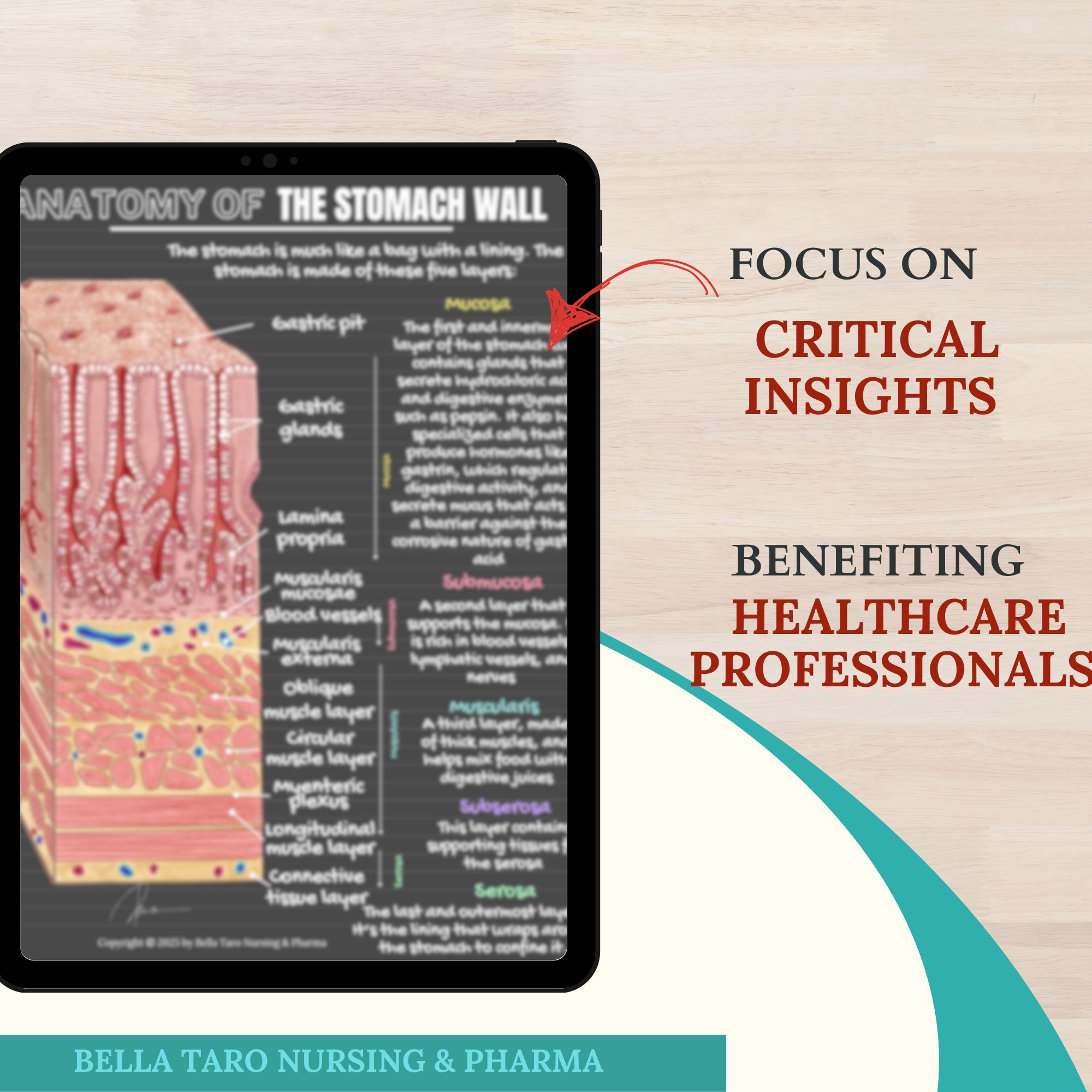 Stomach Anatomy Sheets | Hand-drawn Stomach Anatomy Charts ...