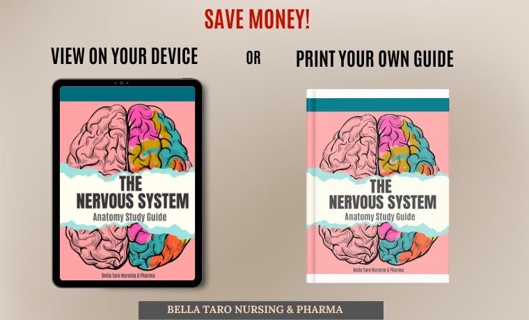 Nervous System & Brain Anatomy Nursing Notes, Hand-drawn Nursing ...