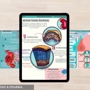 Endocrine System Bundle 50 Page | Pharmacy Nursing Study Guide ...