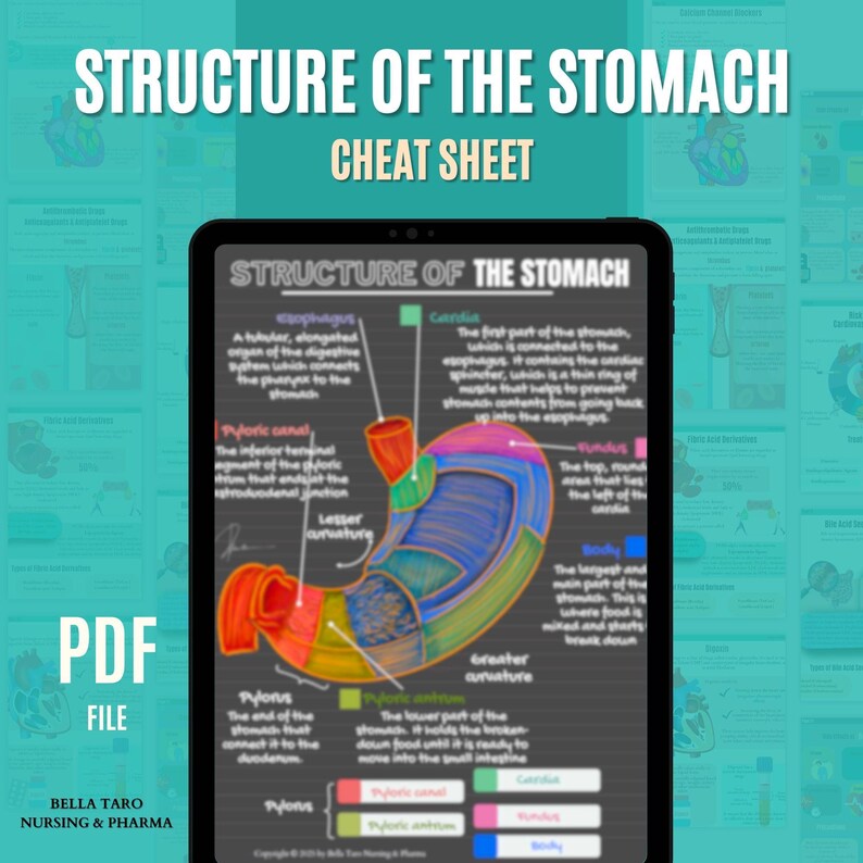 Digestive System Anatomy Cheat Sheet | Printable Stomach Anatomy Diagram: Hand-drawn Digestive ...