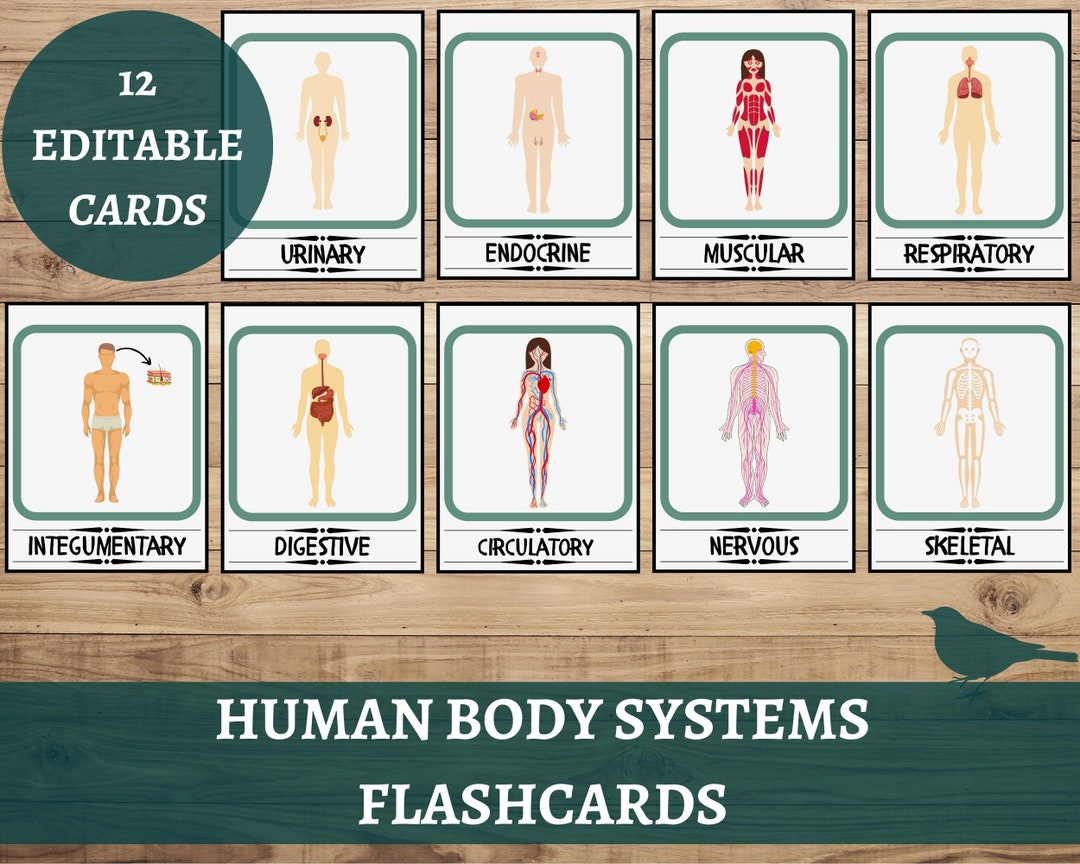 Human Body Systems Flash Cards, Human Anatomy Cards, Biology Science ...