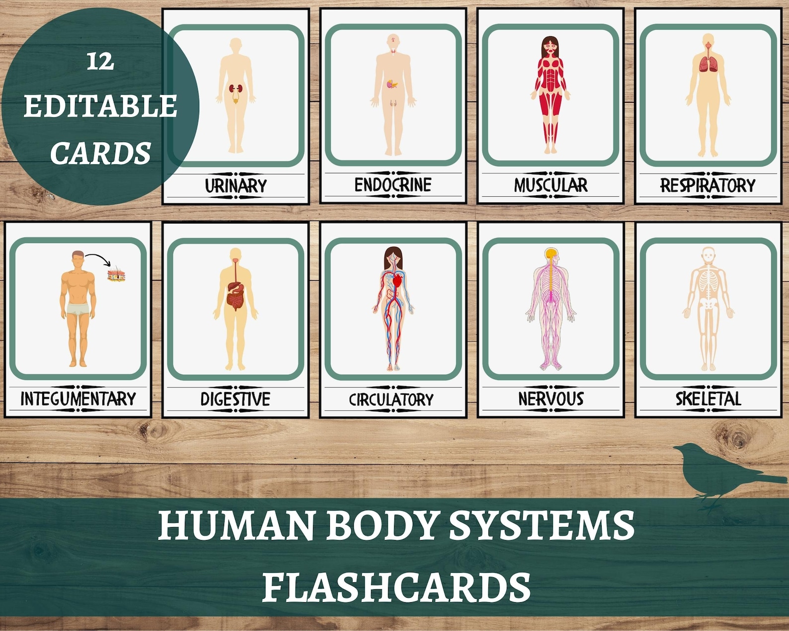 Human Body Systems Flash Cards, Human Anatomy Cards, Biology Science ...