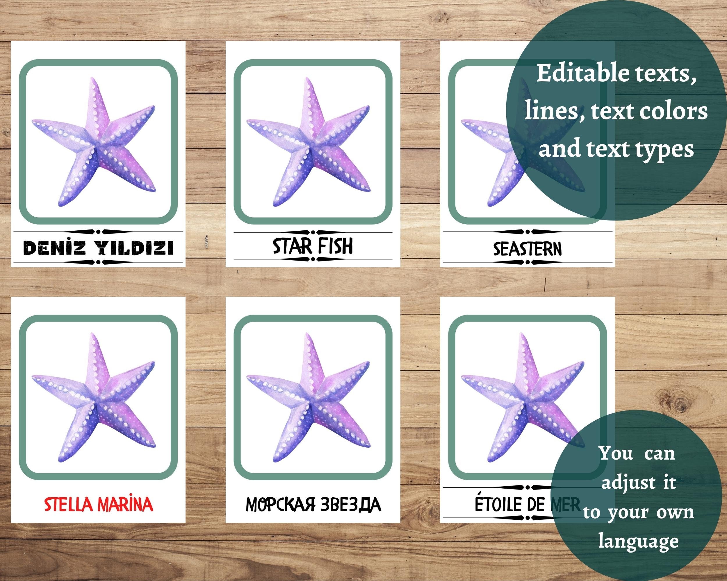Watercolor Seashell Cards, Classroom Decor, Communication Flash Cards ...