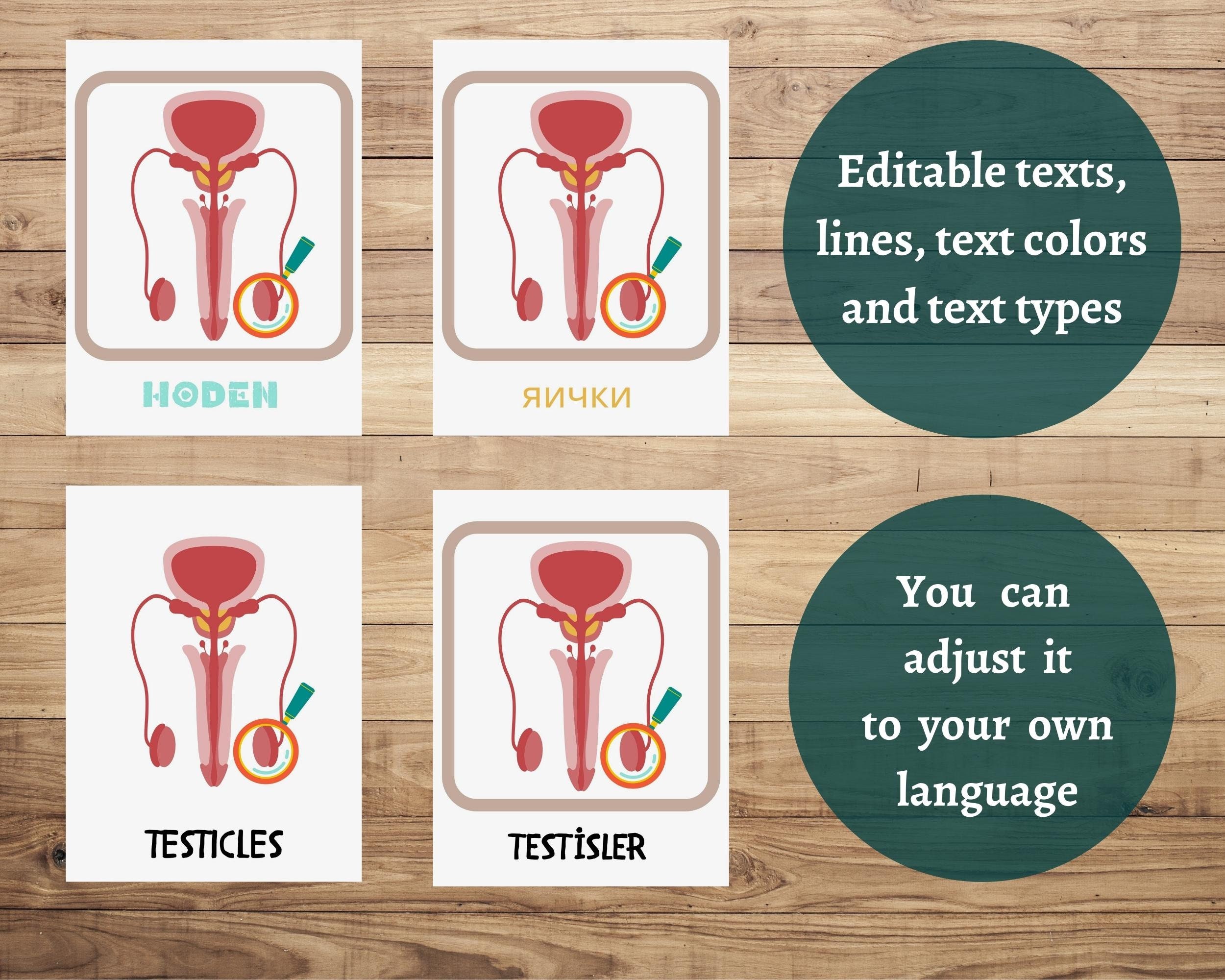 Male Reproductive System Flashcards, Male Human Anatomy Busy Book ...