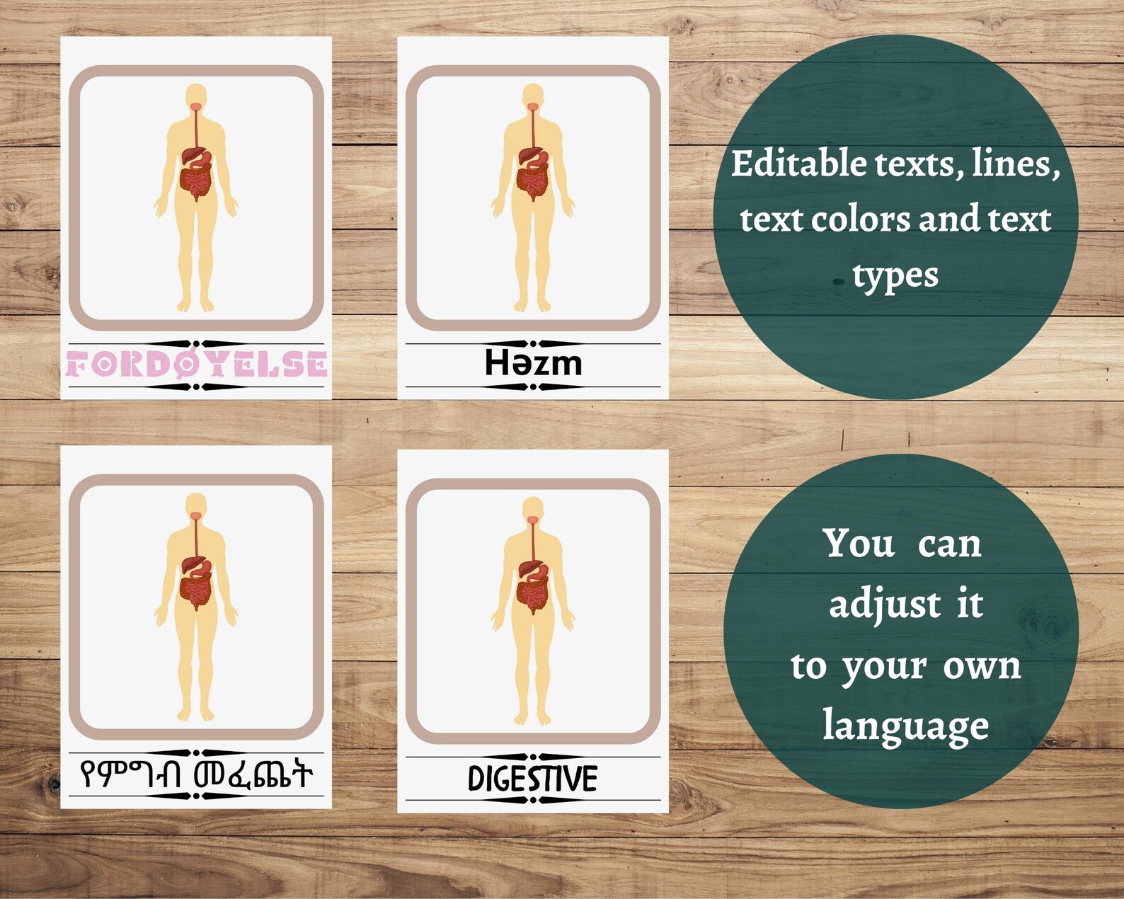Human Body Systems Flash Cards, Human Anatomy Cards, Biology Science ...