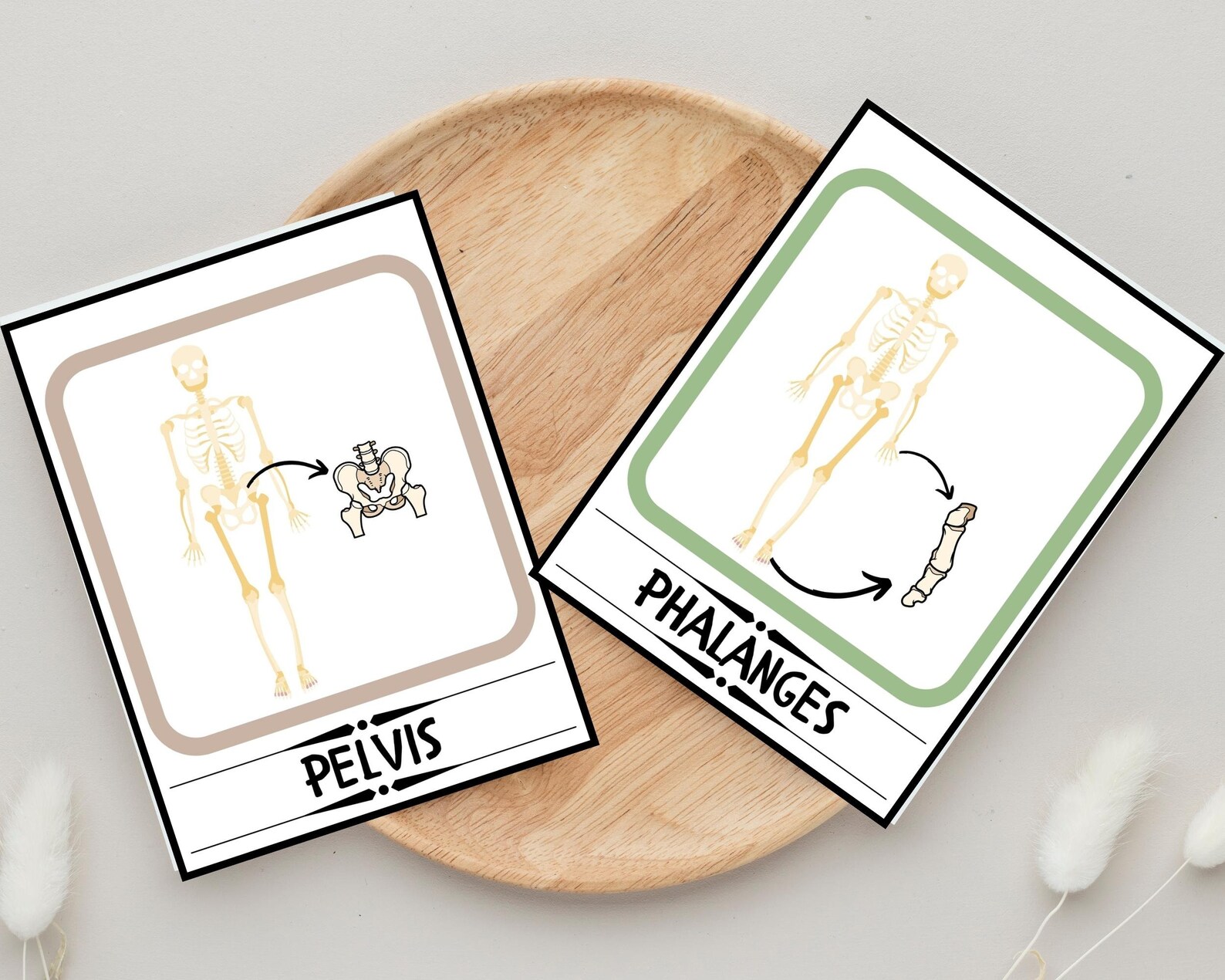 Skeleton Flash Cards, Anatomy Unit Study, Human Body Cards, Biology ...