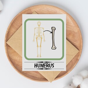 Skeleton Flash Cards, Anatomy Unit Study, Human Body Cards, Biology ...