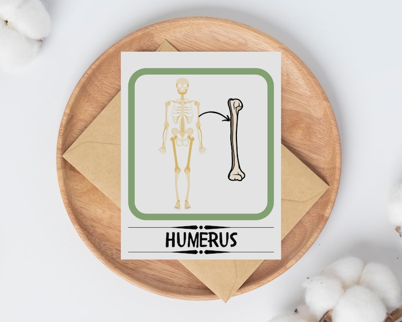 Skeleton Flash Cards, Anatomy Unit Study, Human Body Cards, Biology ...