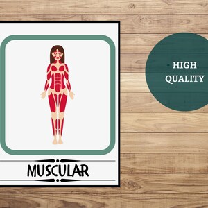 Human Body Systems Flash Cards, Human Anatomy Cards, Biology Science ...