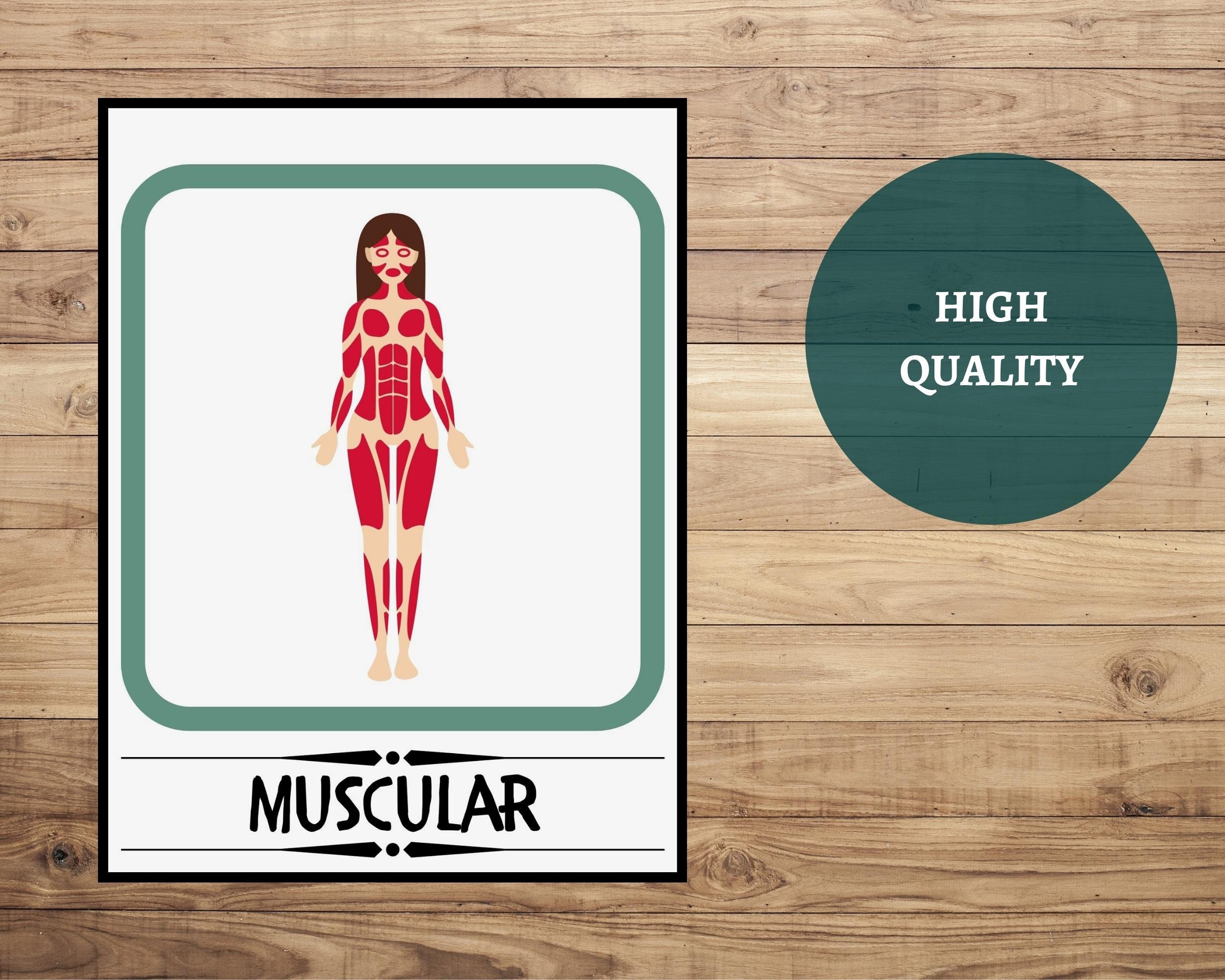 Human Body Systems Flash Cards, Human Anatomy Cards, Biology Science ...