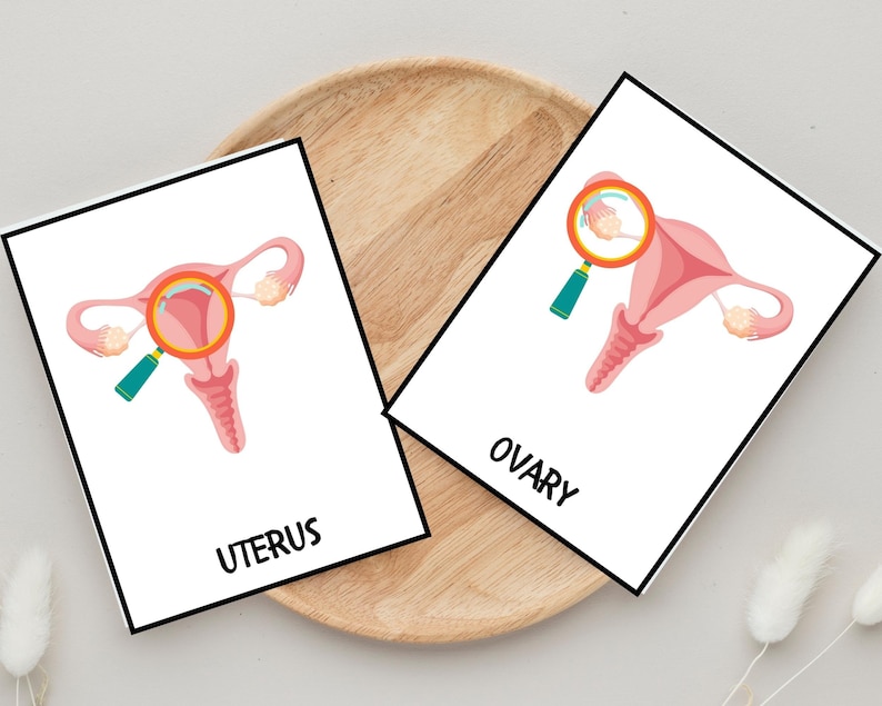 Female Reproductive System Flashcards, Female Human Anatomy Busy Book ...