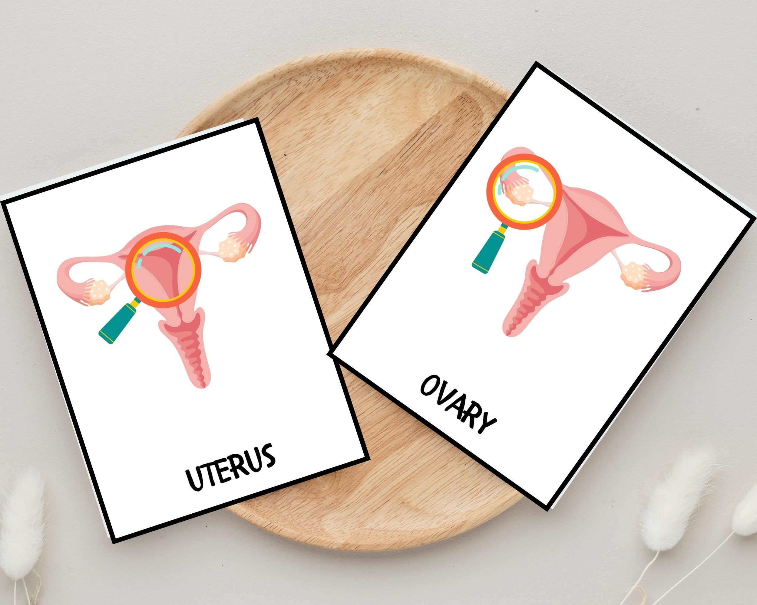 Female Reproductive System Flashcards, Female Human Anatomy Busy Book ...