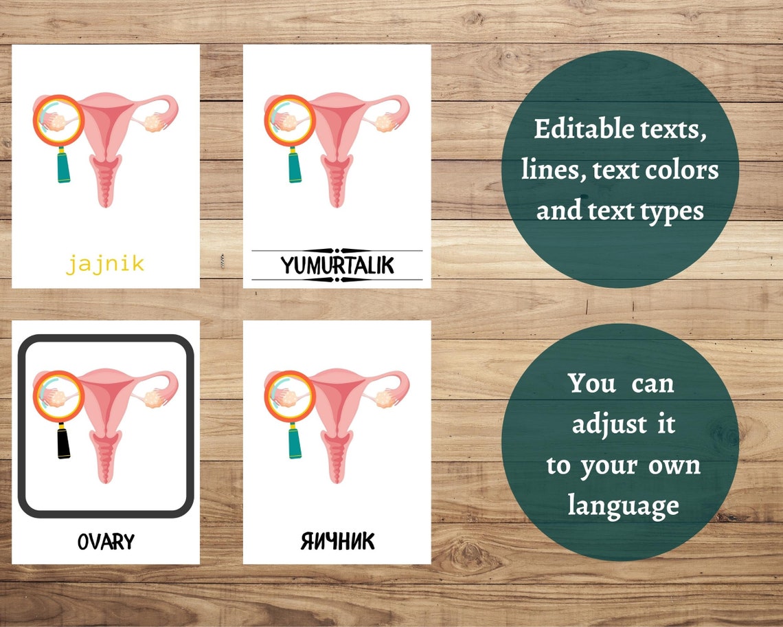 Female Reproductive System Flashcards, Female Human Anatomy Busy Book ...