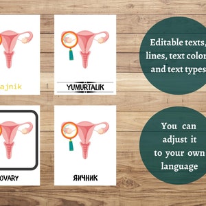 Female Reproductive System Flashcards, Female Human Anatomy Busy Book ...