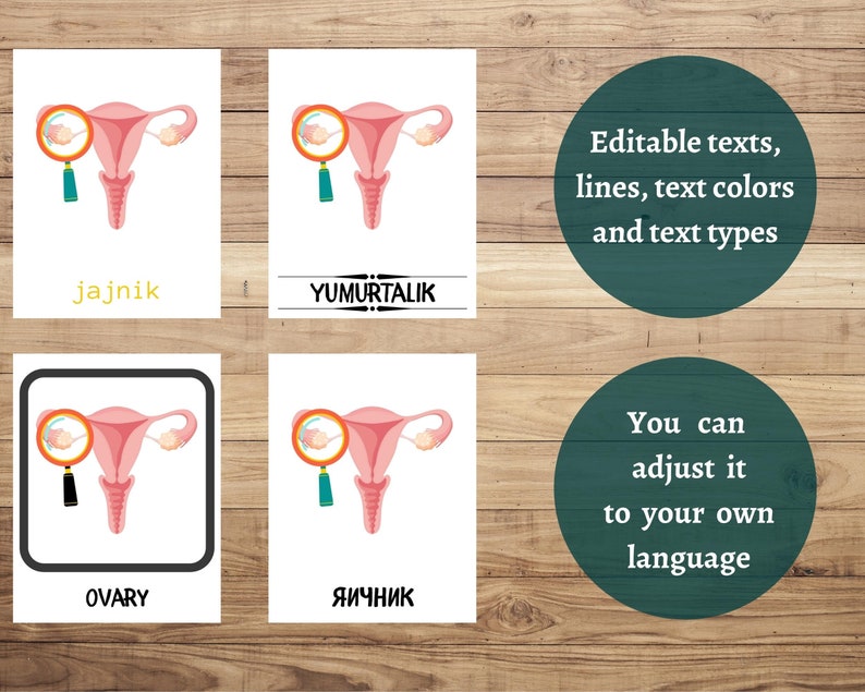 Female Reproductive System Flashcards, Female Human Anatomy Busy Book ...