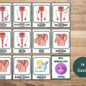 Male Reproductive System Flashcards, Male Human Anatomy Busy Book ...