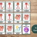 Male Reproductive System Flashcards, Male Human Anatomy Busy Book ...