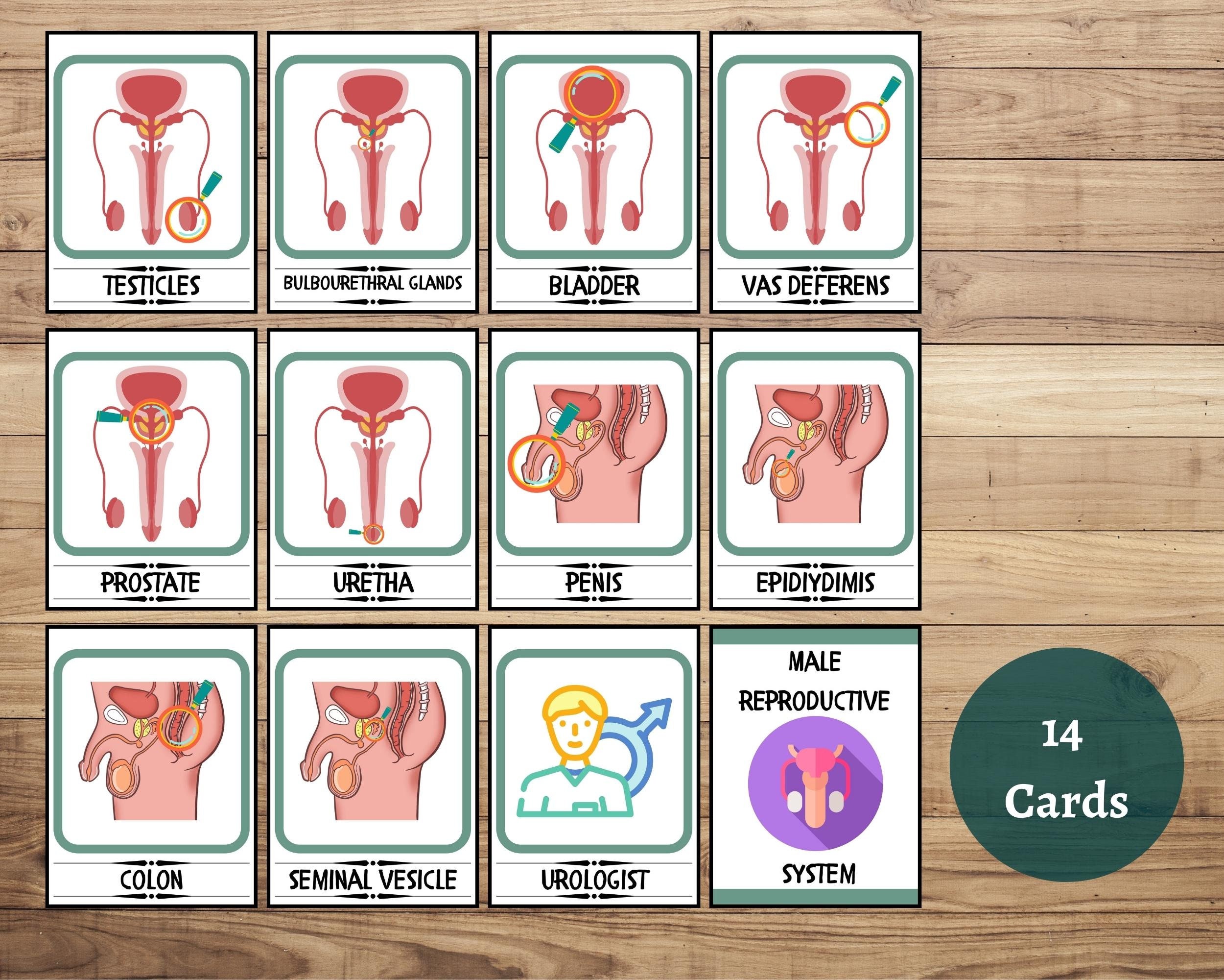 Male Reproductive System Anatomy Flashcards Quizlet Female