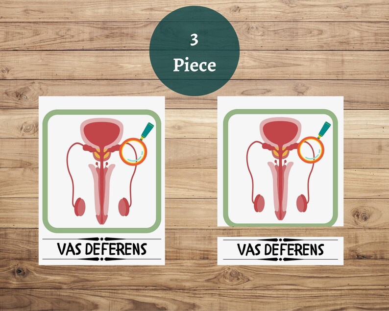 Male Reproductive System Flashcards, Male Human Anatomy Busy Book ...