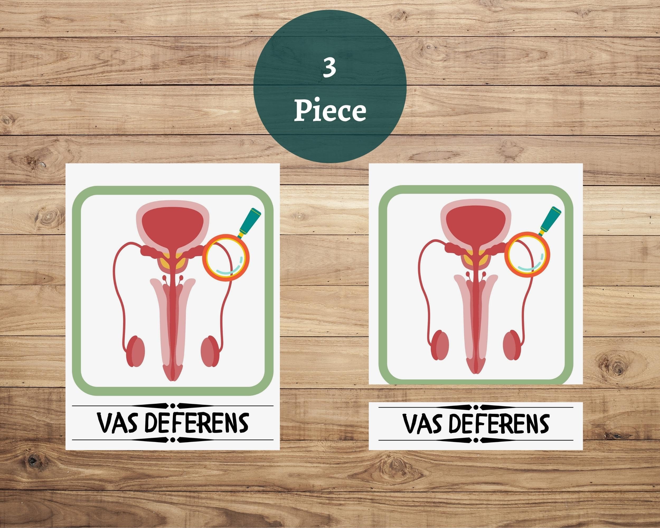Male Reproductive System Flashcards, Male Human Anatomy Busy Book ...