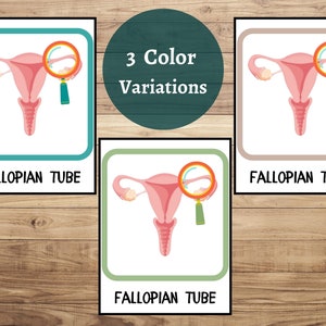 Female Reproductive System Flashcards, Female Human Anatomy Busy Book ...