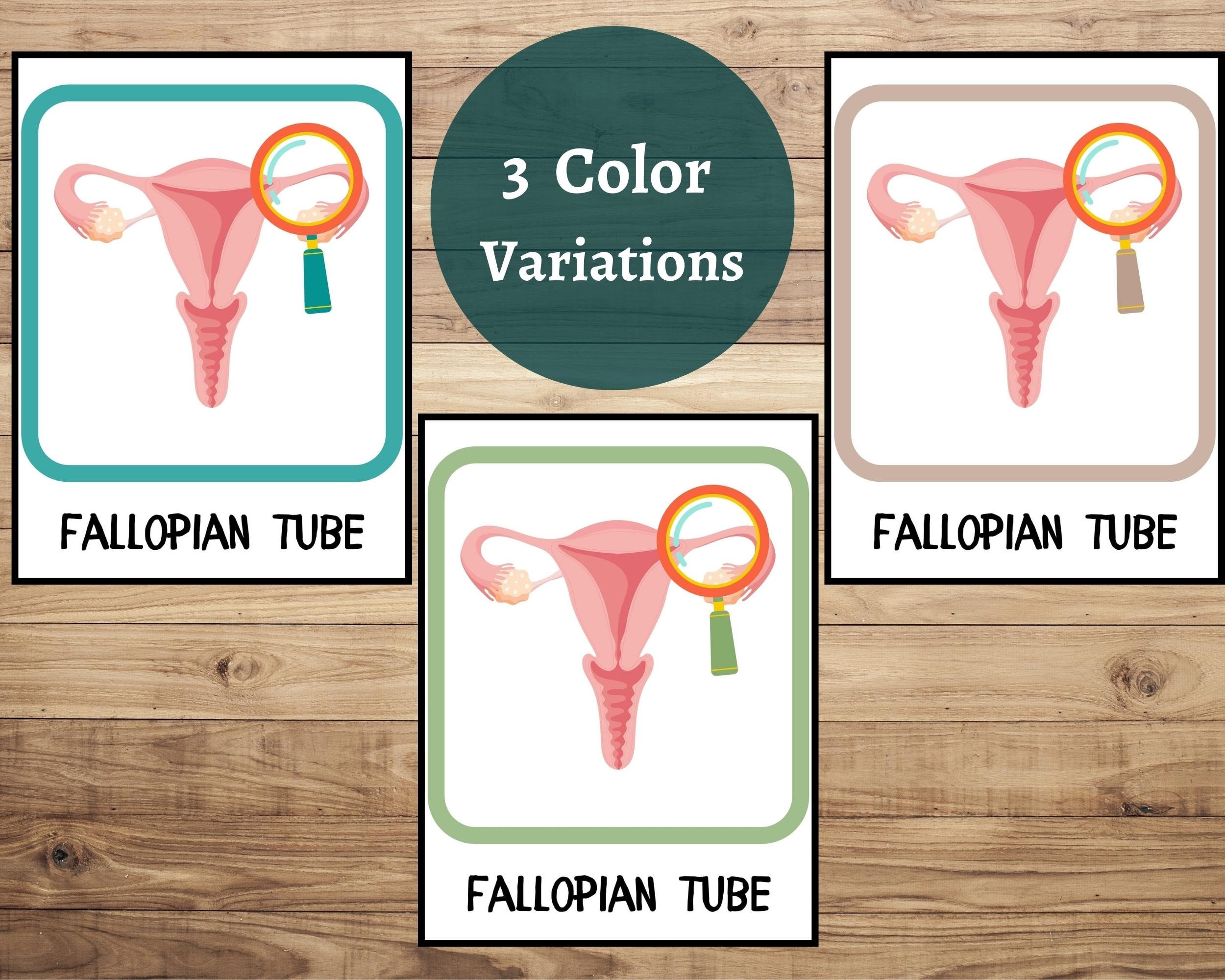 Female Reproductive System Flashcards, Female Human Anatomy Busy Book ...