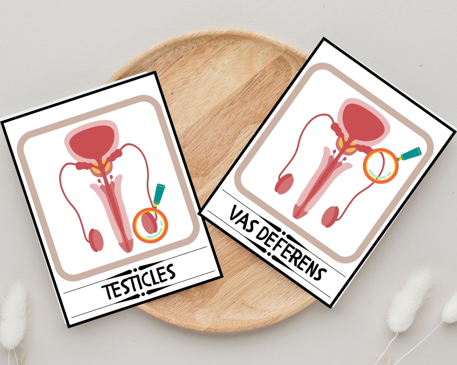 Male Reproductive System Flashcards, Male Human Anatomy Busy Book ...