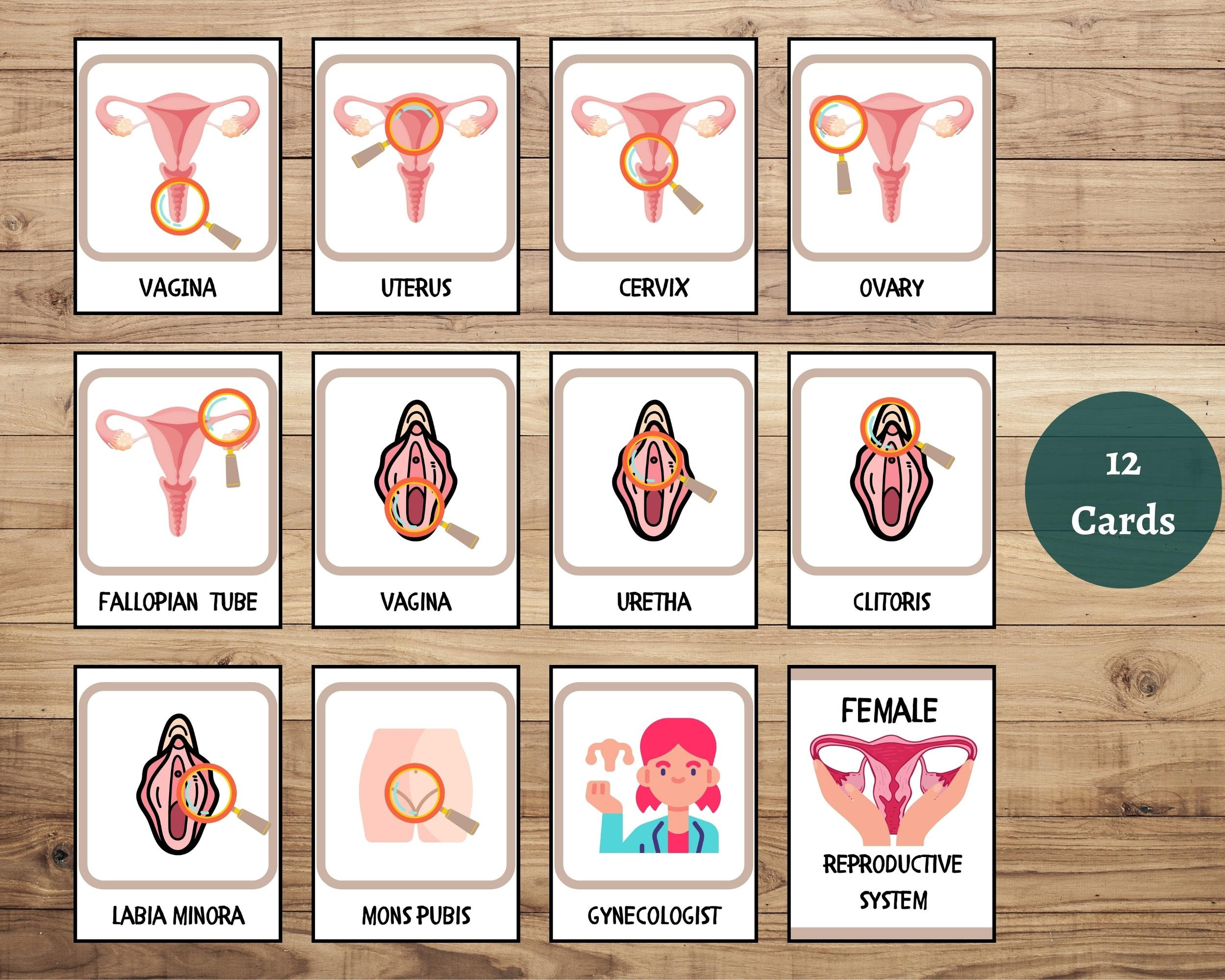 Female Reproductive System Flashcards, Female Human Anatomy Busy Book ...