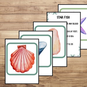 Watercolor Seashell Cards, Classroom Decor, Communication Flash Cards ...