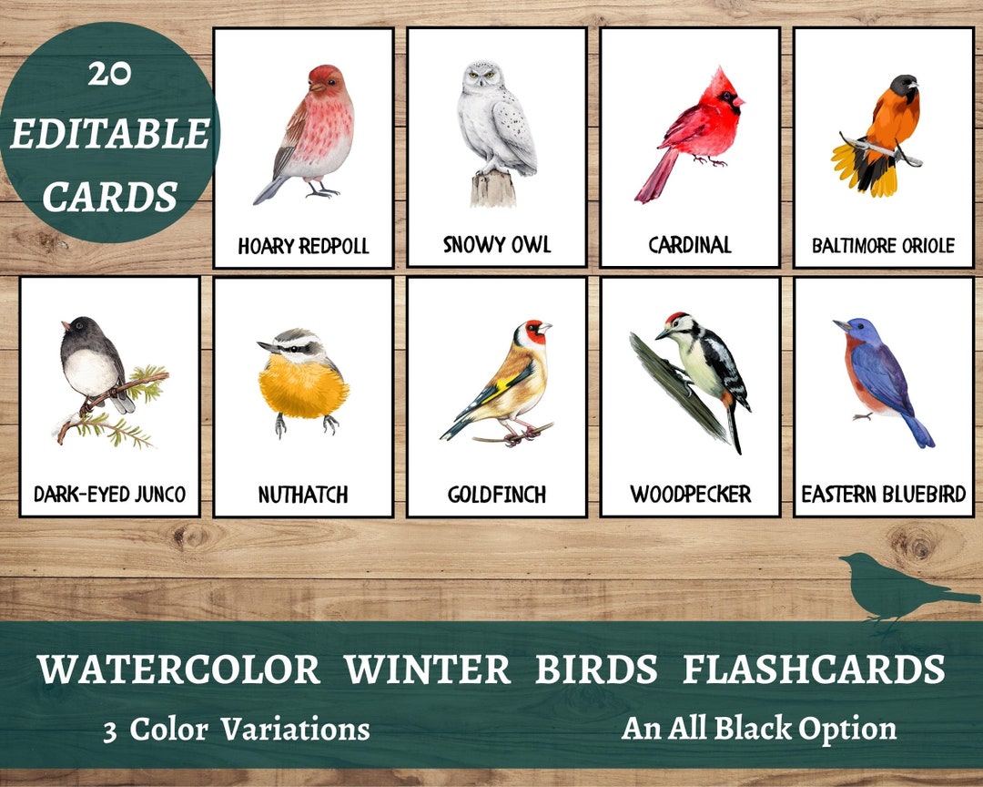 Watercolor Winter Birds Flashcards, Winter Birds Identification ...
