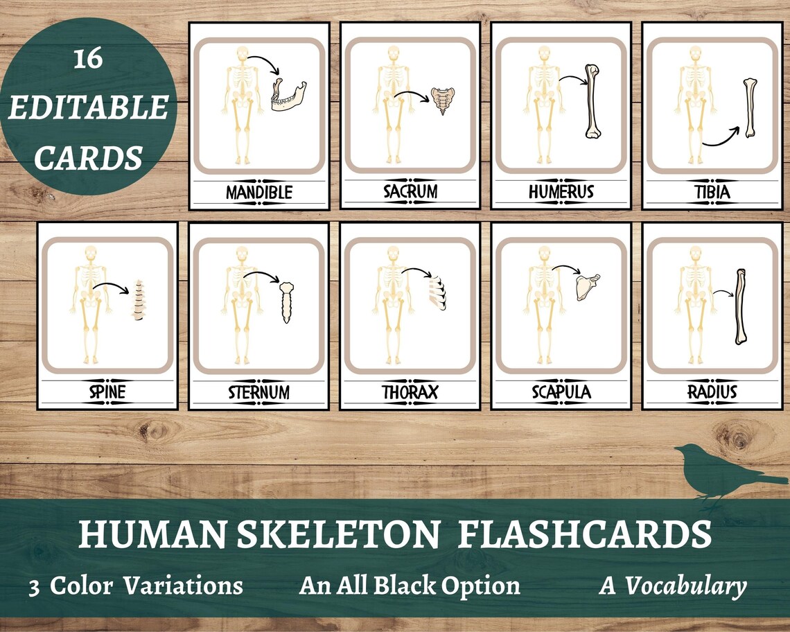 Skeleton Flash Cards, Anatomy Unit Study, Human Body Cards, Biology ...