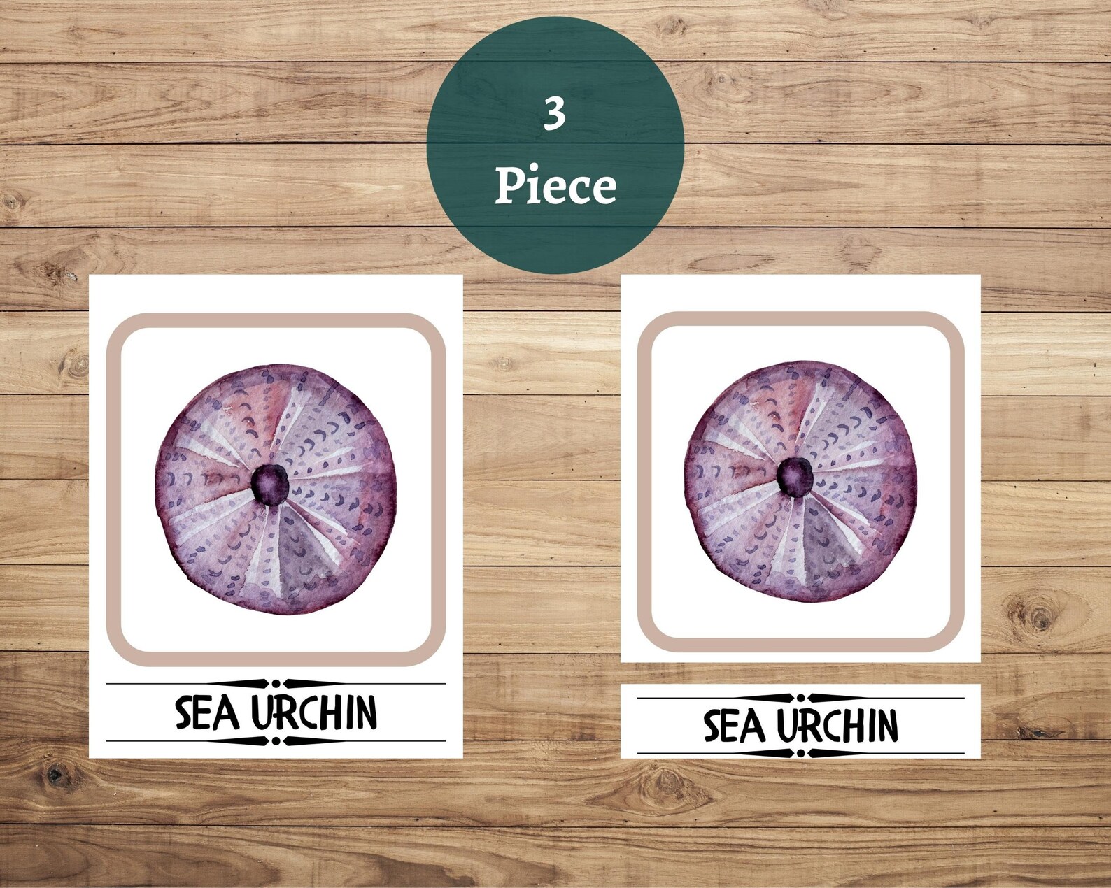 Watercolor Seashell Cards, Classroom Decor, Communication Flash Cards ...