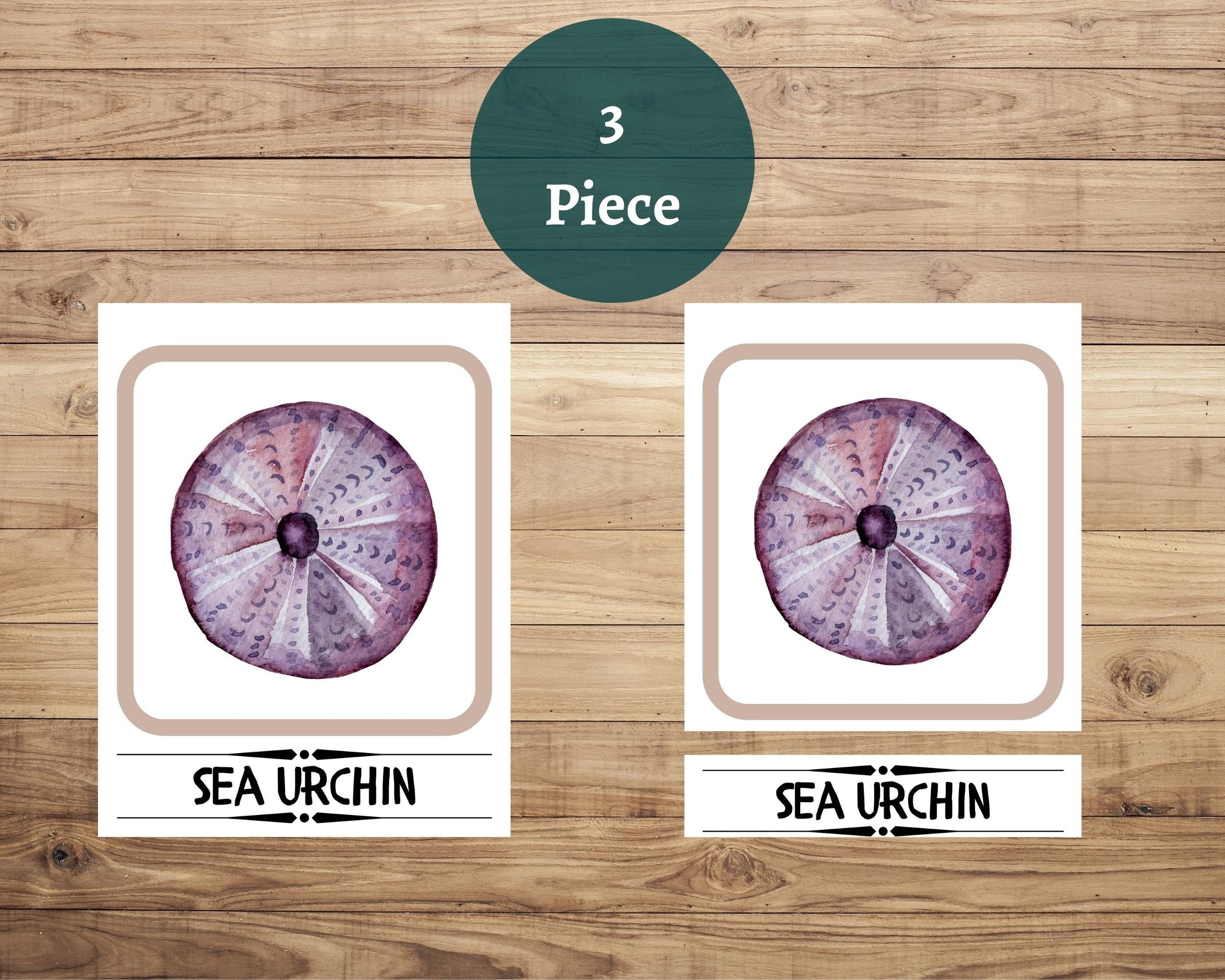 Watercolor Seashell Cards, Classroom Decor, Communication Flash Cards ...