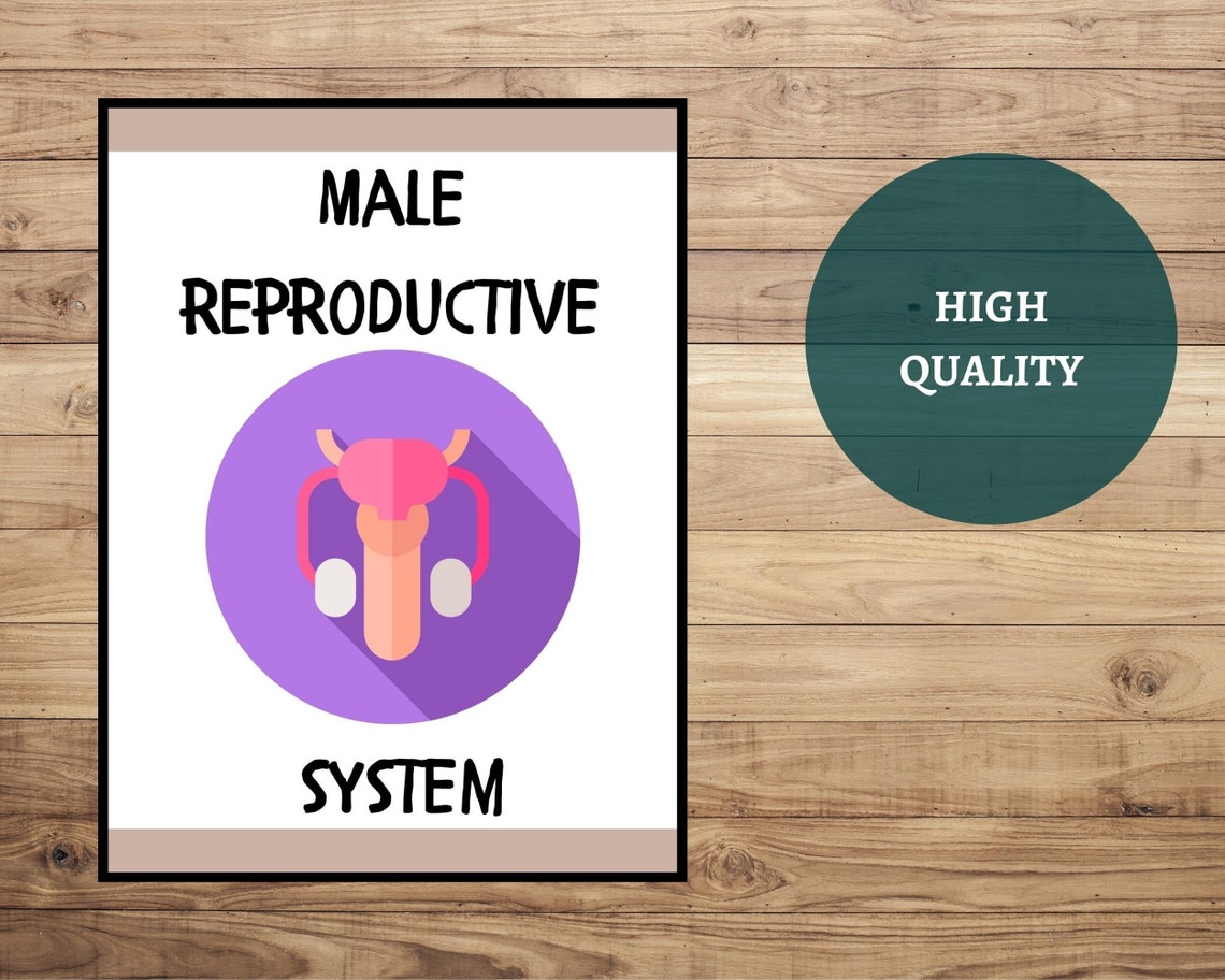 Male Reproductive System Flashcards, Male Human Anatomy Busy Book ...