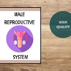 Male Reproductive System Flashcards, Male Human Anatomy Busy Book ...