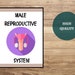 Male Reproductive System Flashcards, Male Human Anatomy Busy Book ...