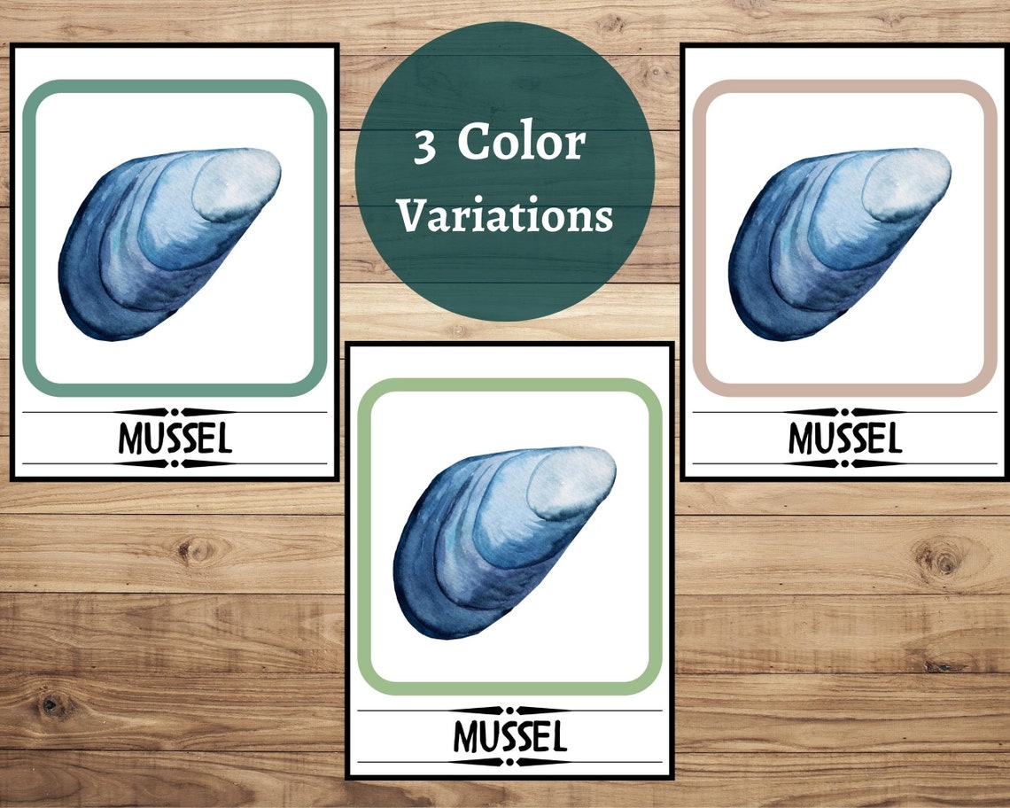 Watercolor Seashell Cards, Classroom Decor, Communication Flash Cards ...