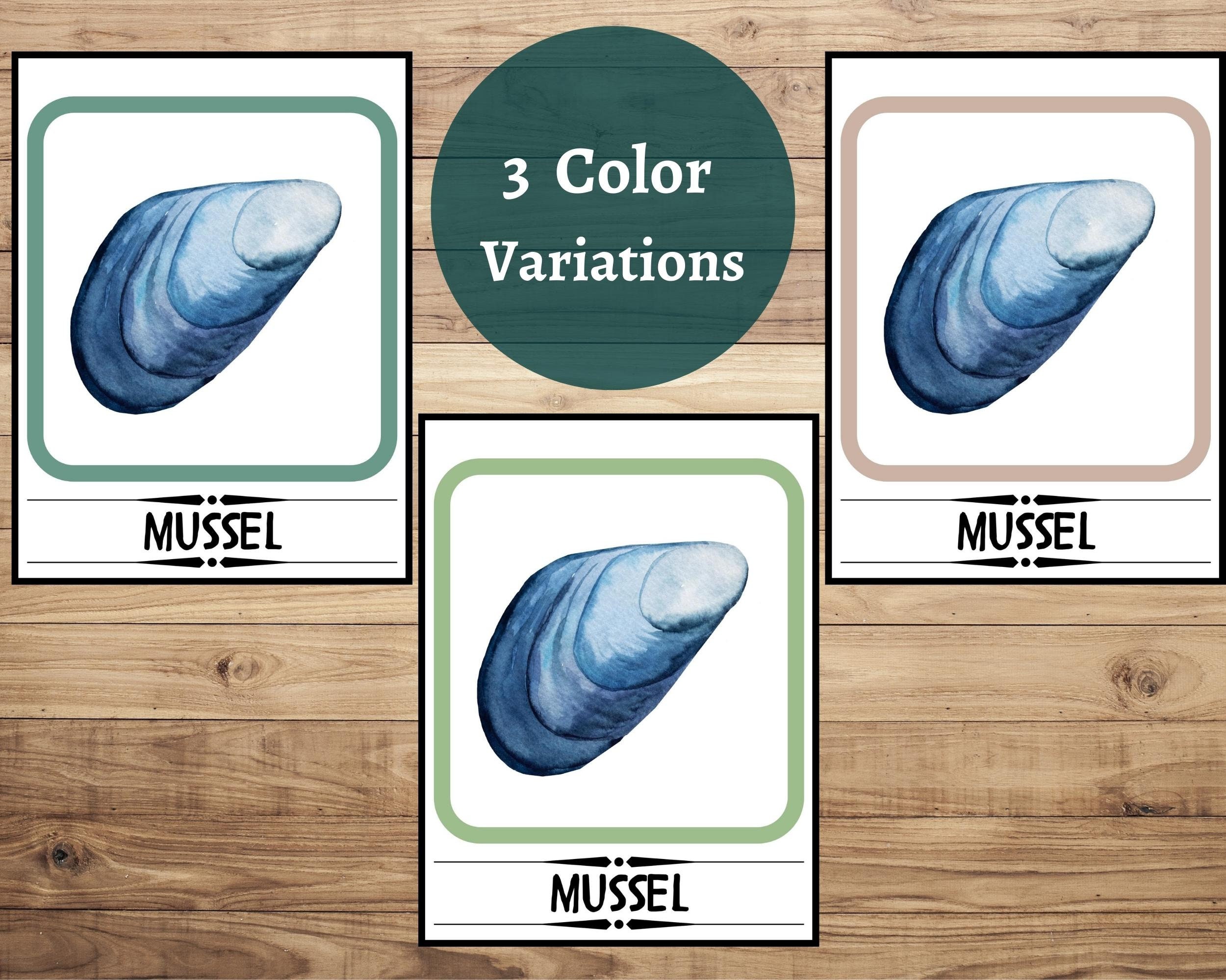 Watercolor Seashell Cards, Classroom Decor, Communication Flash Cards ...