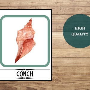 Watercolor Seashell Cards, Classroom Decor, Communication Flash Cards ...