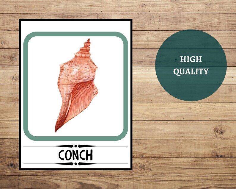 Watercolor Seashell Cards Classroom Decor Communication - Etsy