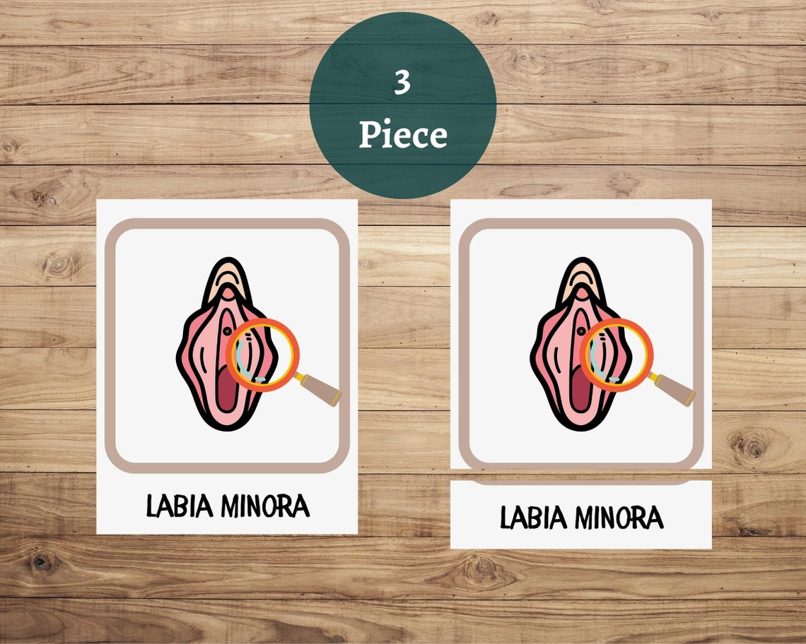 Female Reproductive System Flashcards, Female Human Anatomy Busy Book ...