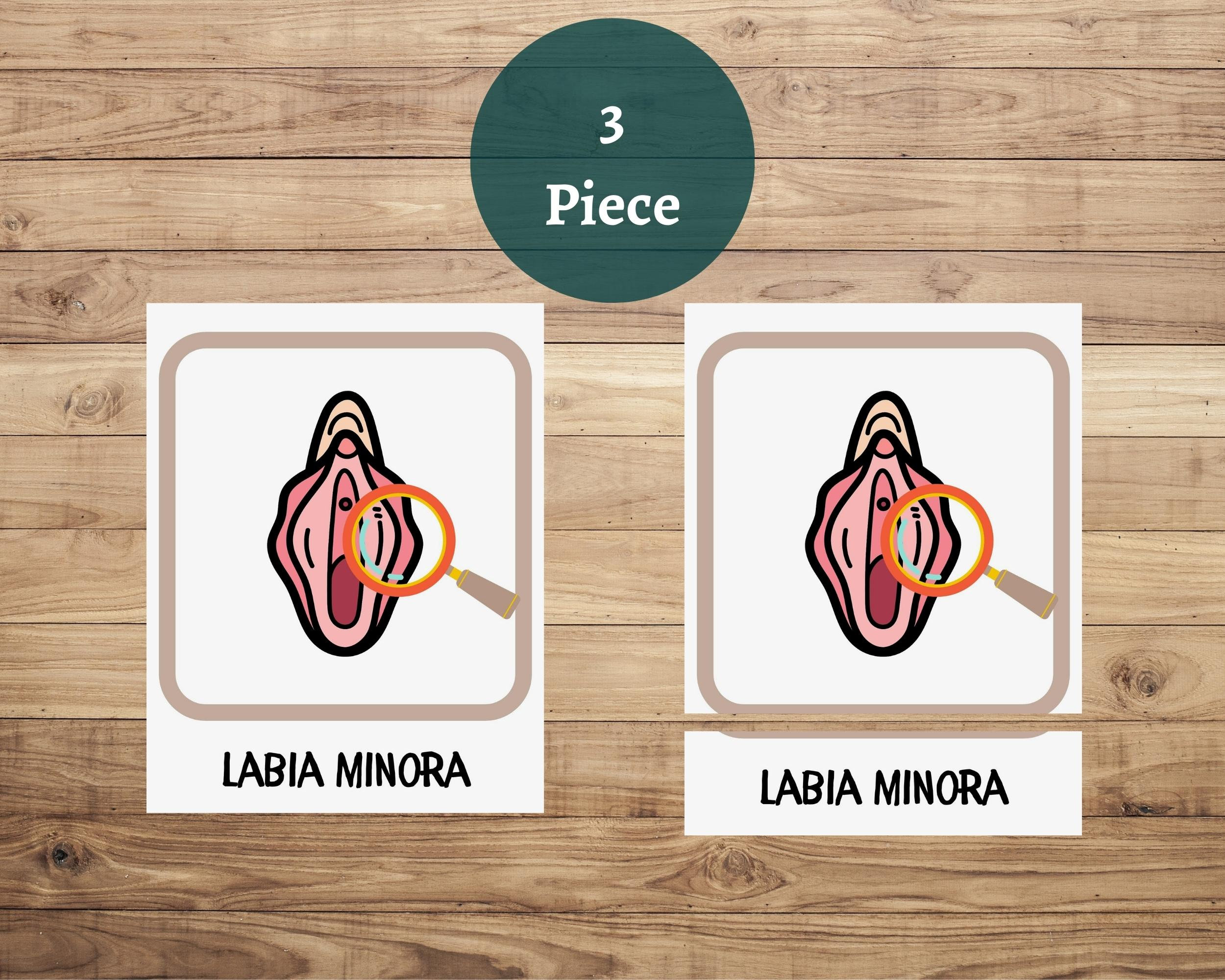 Female Reproductive System Flashcards, Female Human Anatomy Busy Book ...