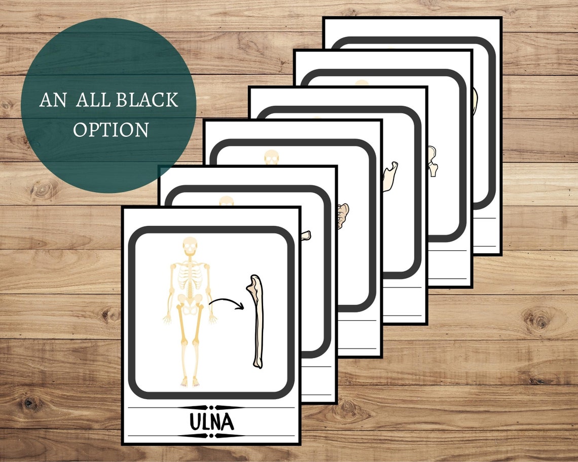 Skeleton Flash Cards, Anatomy Unit Study, Human Body Cards, Biology ...