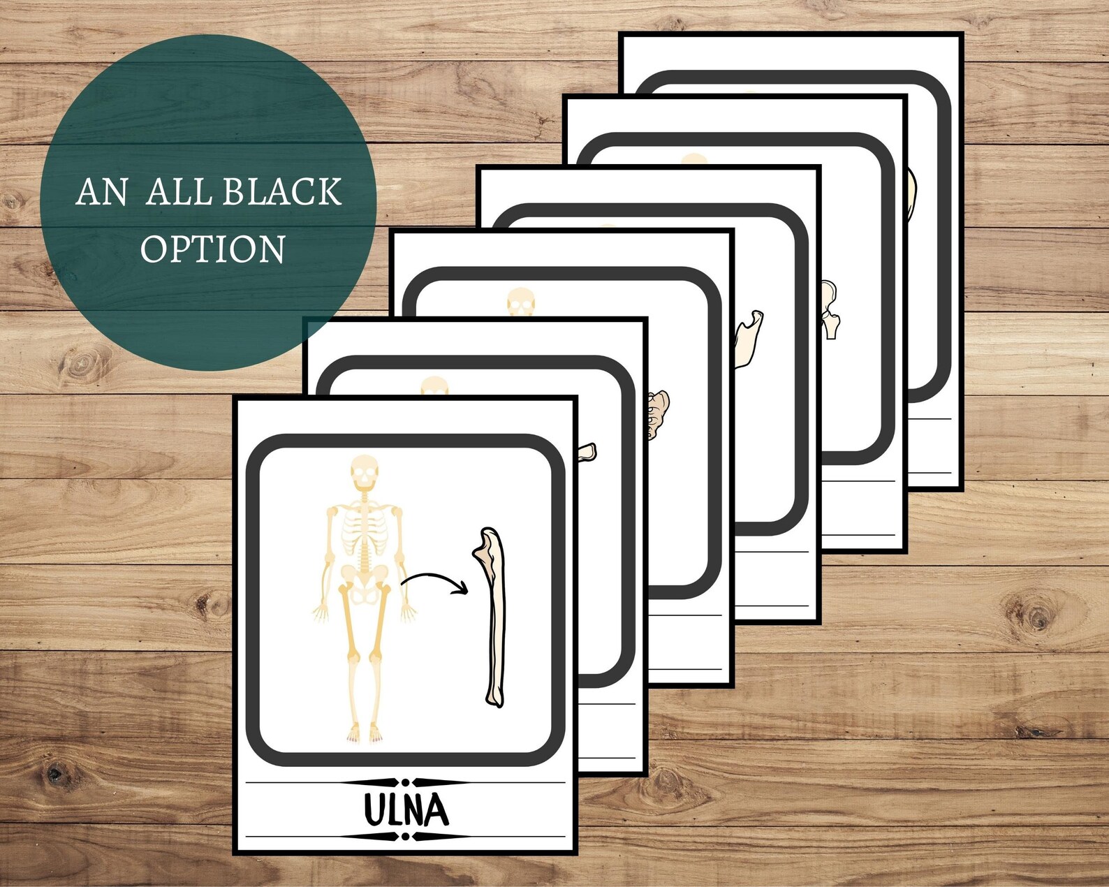 Skeleton Flash Cards, Anatomy Unit Study, Human Body Cards, Biology ...