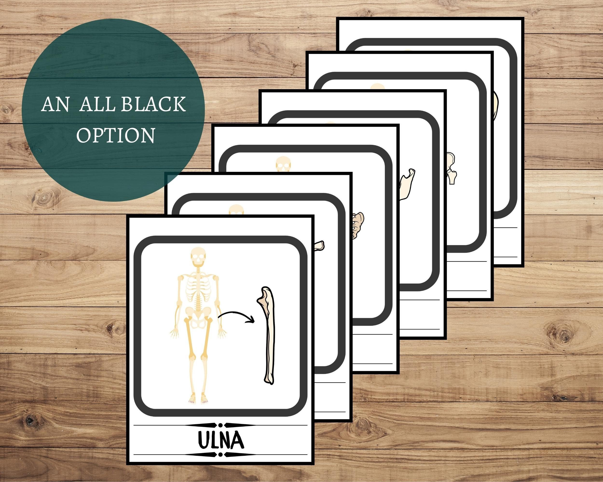 Skeleton Flash Cards, Anatomy Unit Study, Human Body Cards, Biology ...