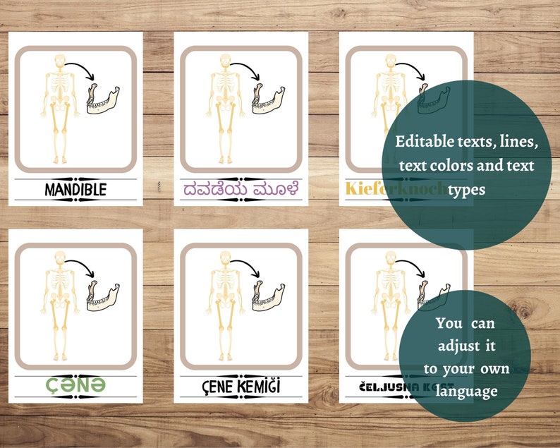 Skeleton Flash Cards, Anatomy Unit Study, Human Body Cards, Biology ...