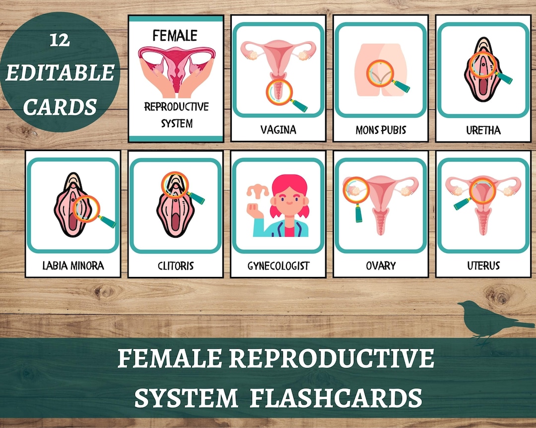 Female Reproductive System Flashcards, Female Human Anatomy Busy Book ...