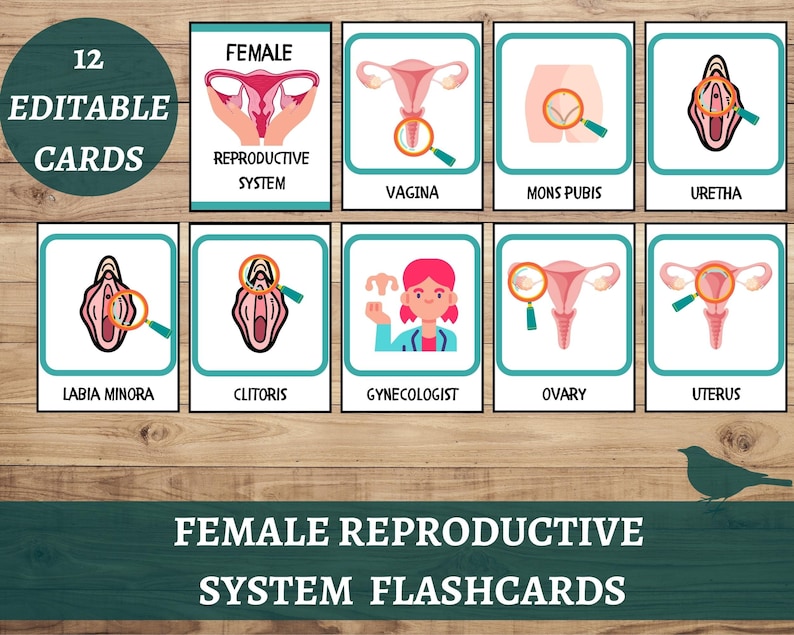 Female Reproductive System Flashcards, Female Human Anatomy Busy Book ...
