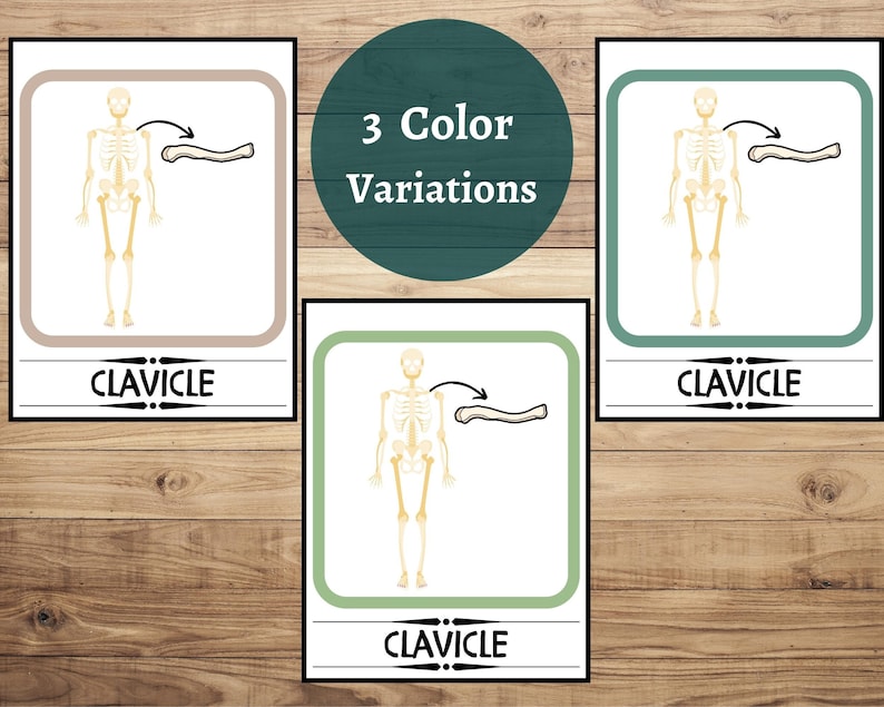 Skeleton Flash Cards, Anatomy Unit Study, Human Body Cards, Biology ...